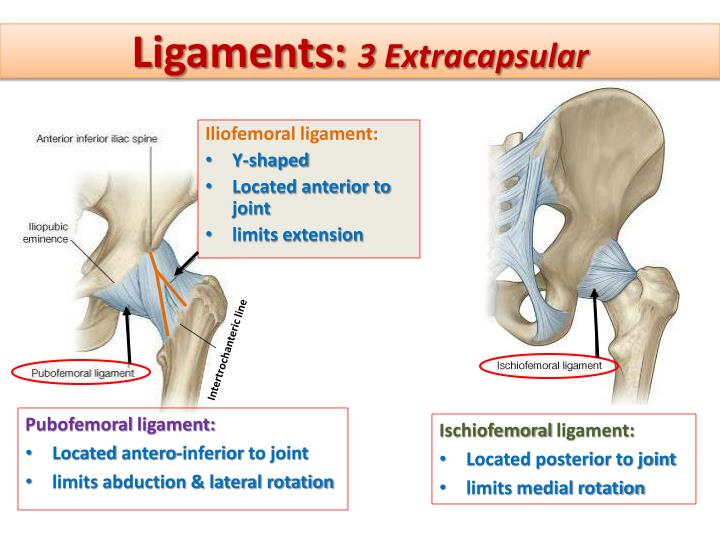 PPT - Hip, Knee & Ankle Joints PowerPoint Presentation - ID:5405768