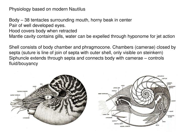 PPT - MOLLUSCA II Bivalves Cephalopods PowerPoint Presentation - ID:5405791