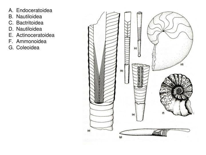 PPT - MOLLUSCA II Bivalves Cephalopods PowerPoint Presentation - ID:5405791
