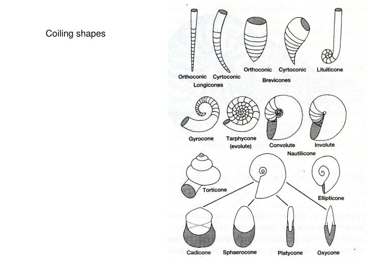 PPT - MOLLUSCA II Bivalves Cephalopods PowerPoint Presentation - ID:5405791
