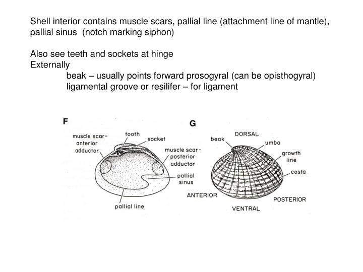 PPT - MOLLUSCA II Bivalves Cephalopods PowerPoint Presentation - ID:5405791
