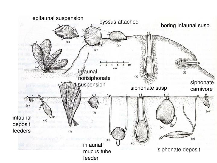 PPT - MOLLUSCA II Bivalves Cephalopods PowerPoint Presentation - ID:5405791