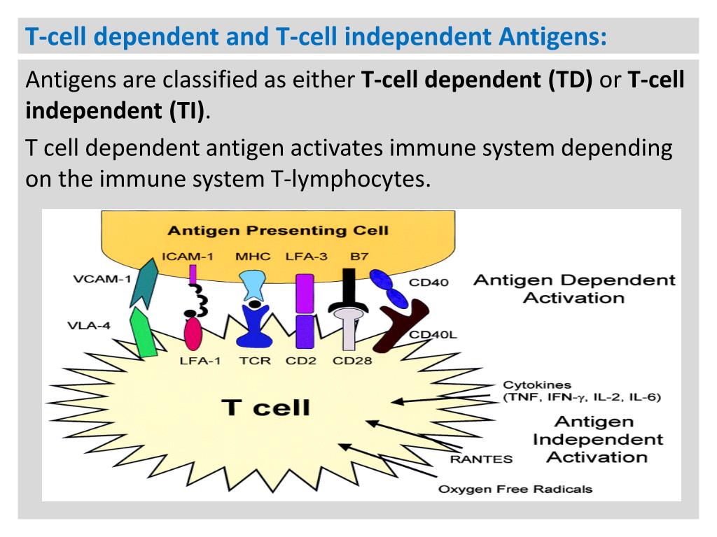 Ppt Antigens Immunogens Epitopes And Haptens Powerpoint Presentation Id5406178