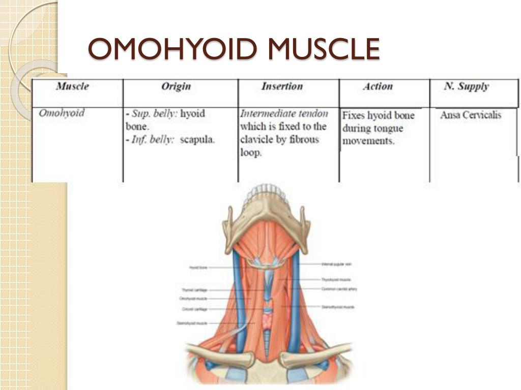 PPT - The Neck by Prof. S. Malik, ProF. Wagner + Dr. Ayat PowerPoint ...