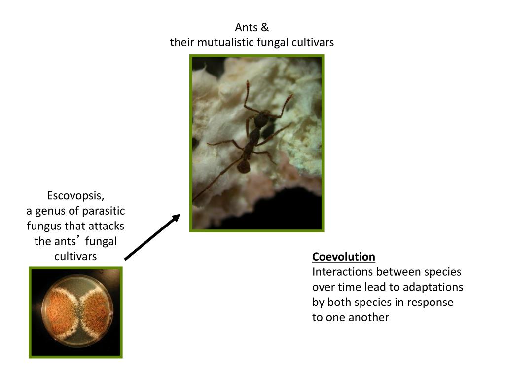 Ppt Symbiosis And Coevolution In Insect Microbe Communities Nicole