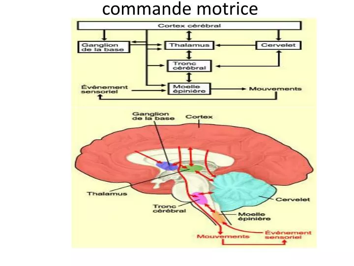PPT - commande motrice PowerPoint Presentation, free download - ID:5406488