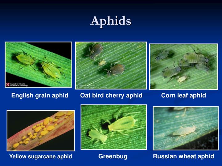 PPT - Wheat Insect Pest Management PowerPoint Presentation - ID:5408696