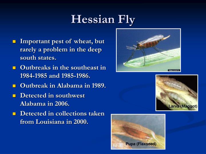 PPT - Wheat Insect Pest Management PowerPoint Presentation - ID:5408696
