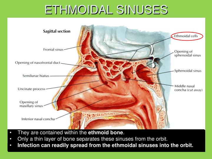 PPT - NASAL CAVITY AND PARANASAL SINUSES PowerPoint Presentation - ID:5409073