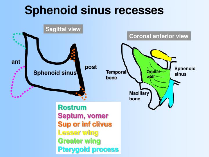 PPT - Anatomy and relevant anatomical variants in nasal and paranasal ...
