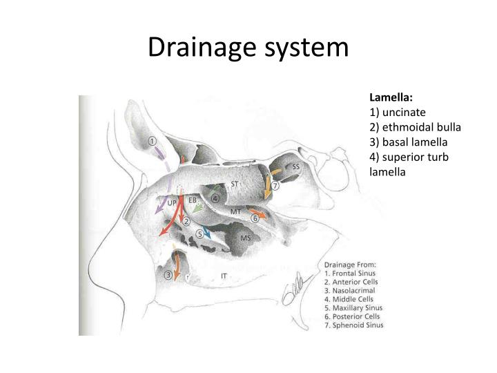 PPT - Radiology of Nasal Cavity and Paranasal Sinuses PowerPoint ...