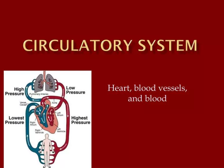 Ppt Chapter 12 Circulatory System Powerpoint