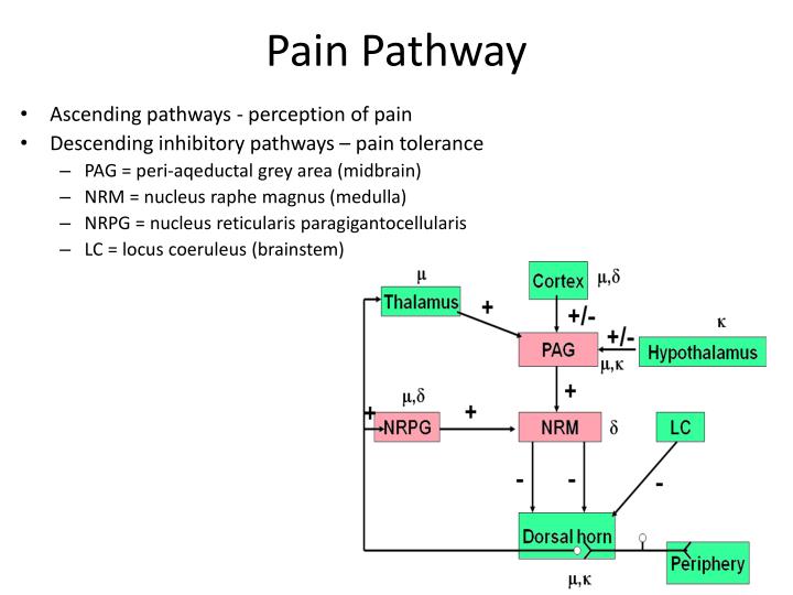 PPT - YEAR 2 PHARMACOLOGY & THERAPEUTICS ESSENTIAL DRUG LIST PowerPoint ...
