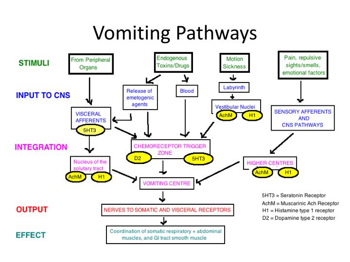 PPT - YEAR 2 PHARMACOLOGY & THERAPEUTICS ESSENTIAL DRUG LIST PowerPoint ...