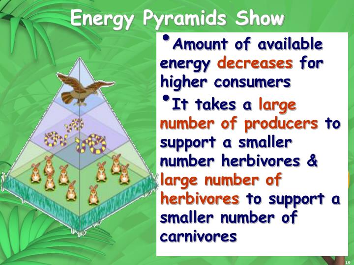 PPT - Energy Flow Through in Ecosystems PowerPoint Presentation - ID ...