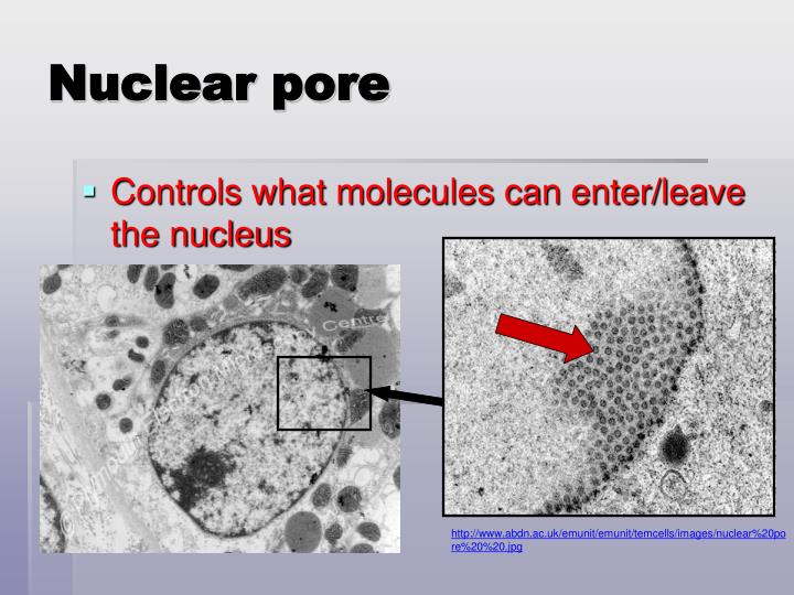 PPT - Cell Structure & Function PowerPoint Presentation - ID:5412203