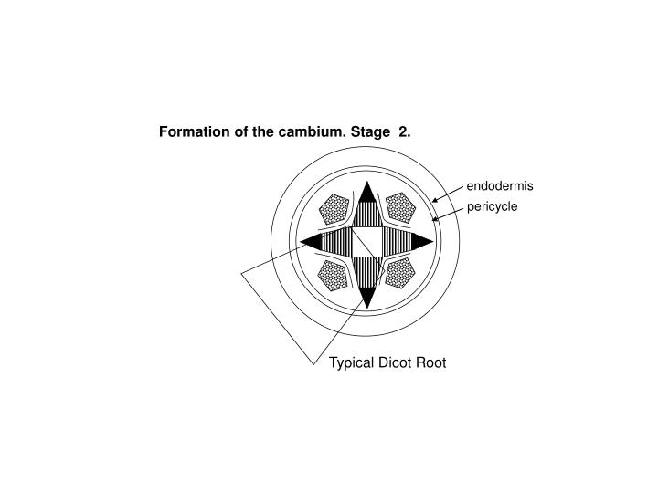 PPT - The Vascular Cambium PowerPoint Presentation - ID:5414165