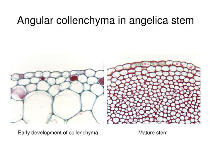 PPT - Collenchyma PowerPoint Presentation - ID:5415363
