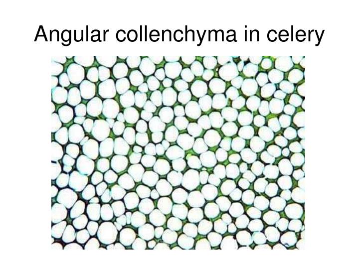 PPT - Collenchyma PowerPoint Presentation - ID:5415363