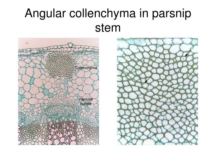 PPT - Collenchyma PowerPoint Presentation - ID:5415363
