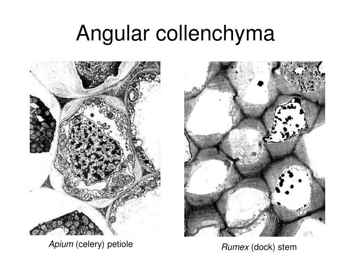PPT - Collenchyma PowerPoint Presentation - ID:5415363