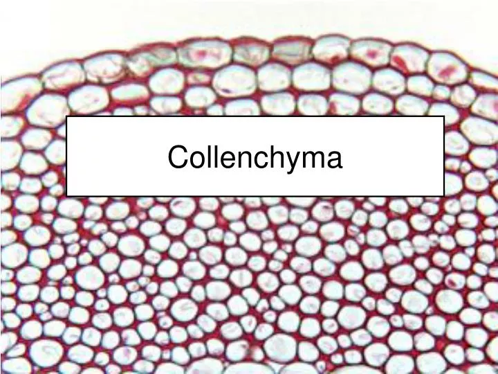 PPT - Collenchyma PowerPoint Presentation, free download - ID:5415363