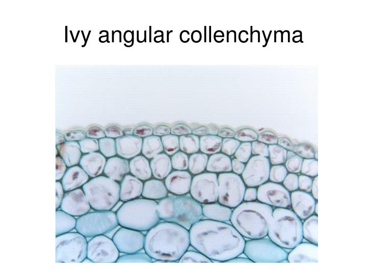 PPT - Collenchyma PowerPoint Presentation - ID:5415363