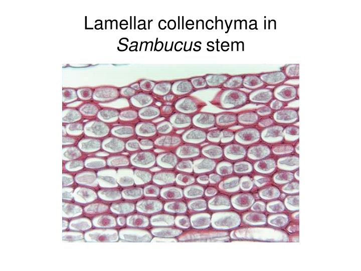 PPT - Collenchyma PowerPoint Presentation - ID:5415363