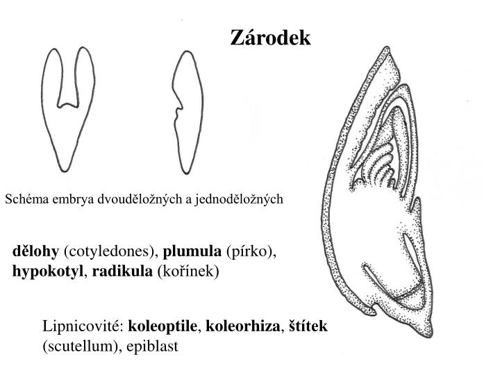PPT - MORFOLOGIE CÉVNATÝCH ROSTLIN - Kořen PowerPoint Presentation - ID ...