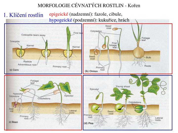 PPT - MORFOLOGIE CÉVNATÝCH ROSTLIN - Kořen PowerPoint Presentation - ID ...