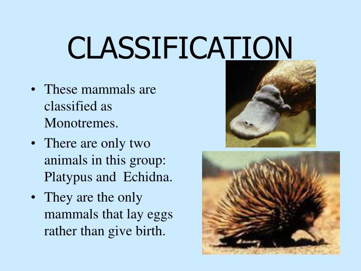 PPT - Duckbill Platypus PowerPoint Presentation - ID:5415689
