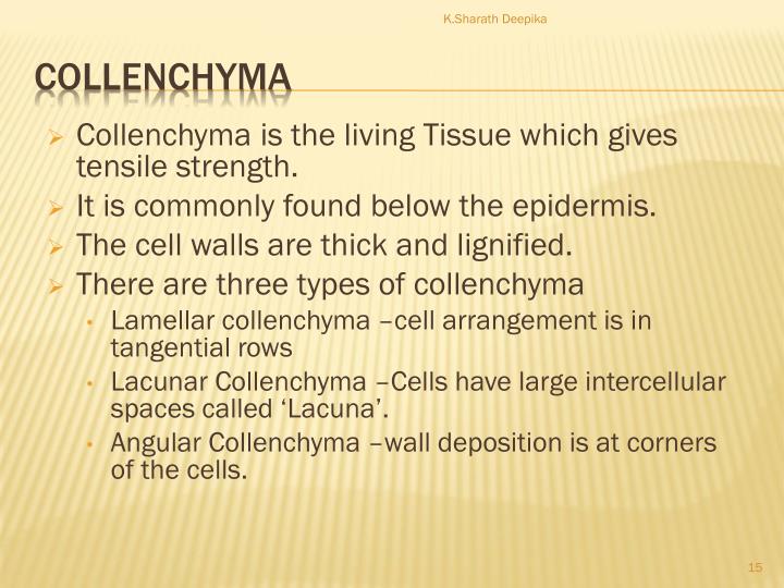 PPT - Plant Tissues PowerPoint Presentation - ID:5416399