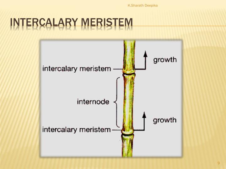 PPT - Plant Tissues PowerPoint Presentation - ID:5416399