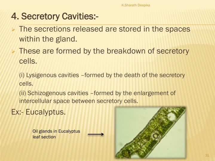 PPT - Plant Tissues PowerPoint Presentation - ID:5416399