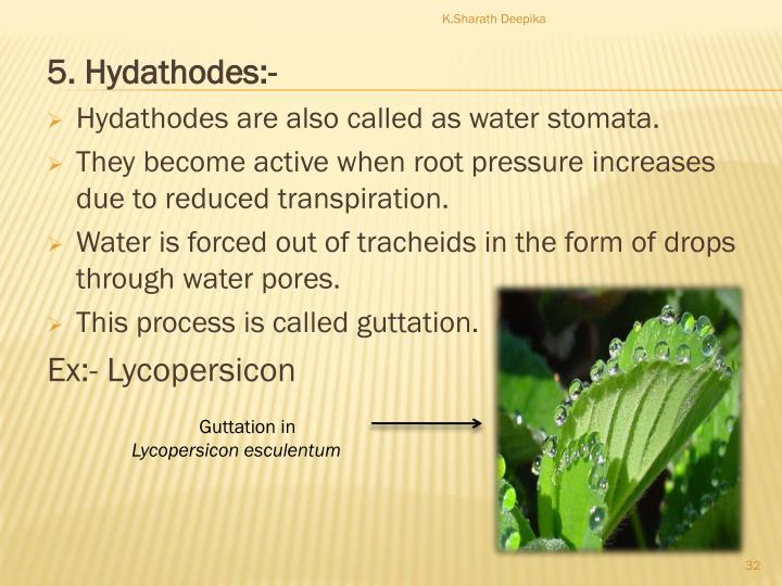 PPT - Plant Tissues PowerPoint Presentation - ID:5416399