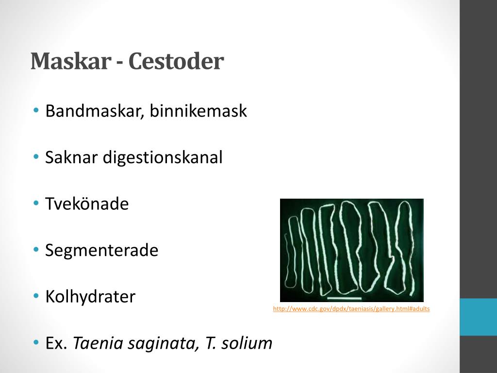 PPT - Parasitologi - Tarmparasiter Maskar PowerPoint Presentation, free ...