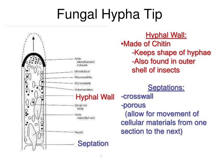 PPT - Kingdom Fungi PowerPoint Presentation - ID:5417590