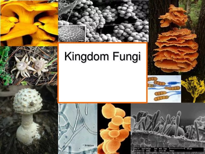 Ppt Kingdom Fungi Powerpoint Presentation Free Download Id 5417590