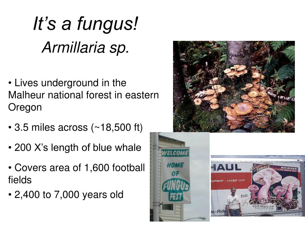 Ppt Kingdom Fungi Powerpoint Presentation Free Download Id 5417590