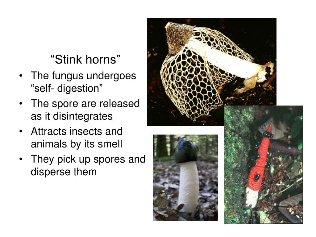 Ppt Kingdom Fungi Powerpoint Presentation Free Download Id 5417590