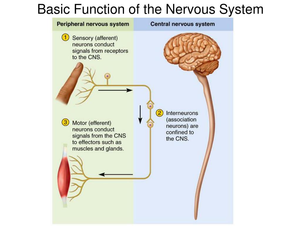 PPT - Anatomical Organization of the Nervous System PowerPoint ... PPT - Anatomical Organization of the Nervous System PowerPoint ...