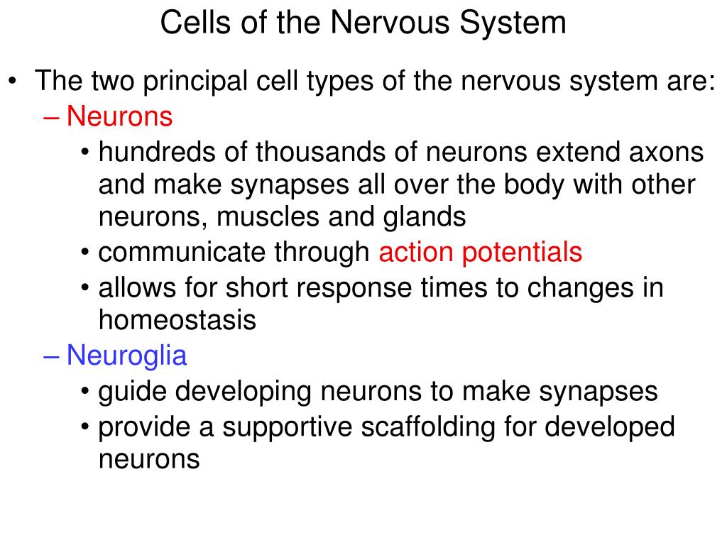 PPT - Anatomical Organization of the Nervous System PowerPoint ... PPT - Anatomical Organization of the Nervous System PowerPoint ...