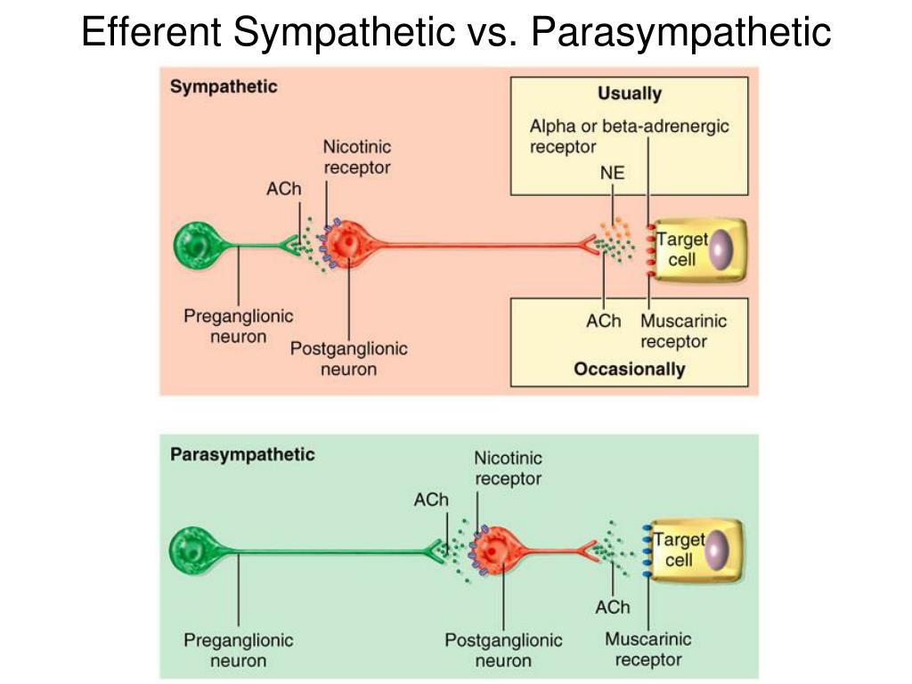 PPT - Anatomical Organization of the Nervous System PowerPoint ... PPT - Anatomical Organization of the Nervous System PowerPoint ...