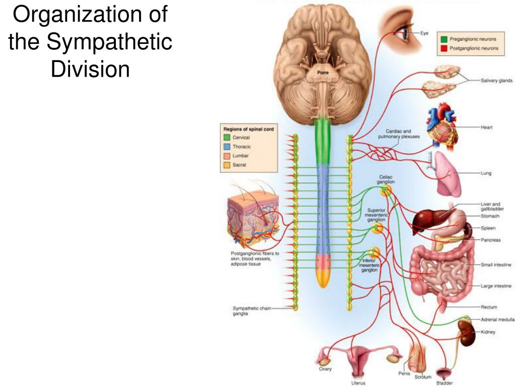 PPT - Anatomical Organization of the Nervous System PowerPoint ... PPT - Anatomical Organization of the Nervous System PowerPoint ...