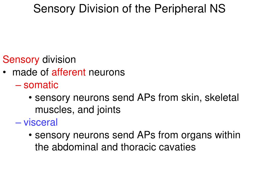 PPT - Anatomical Organization of the Nervous System PowerPoint ... PPT - Anatomical Organization of the Nervous System PowerPoint ...