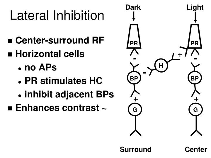 PPT - The Visual System: Retinal Mechanisms PowerPoint Presentation ...