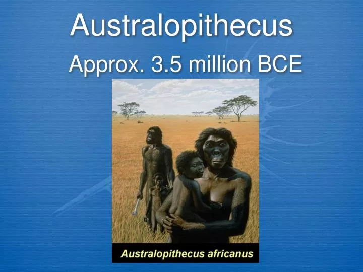 PPT - Australopithecus Approx. 3.5 million BCE PowerPoint Presentation - ID:5418069