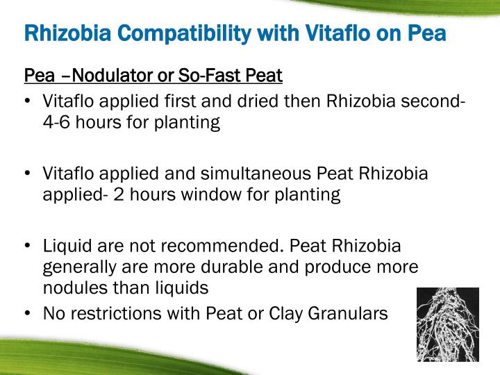 PPT - VITAFLO 280, CROWN AND THIRAM Disease Control Pulse Crops ...