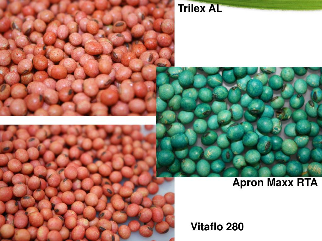PPT - VITAFLO 280, CROWN AND THIRAM Disease Control Pulse Crops ...