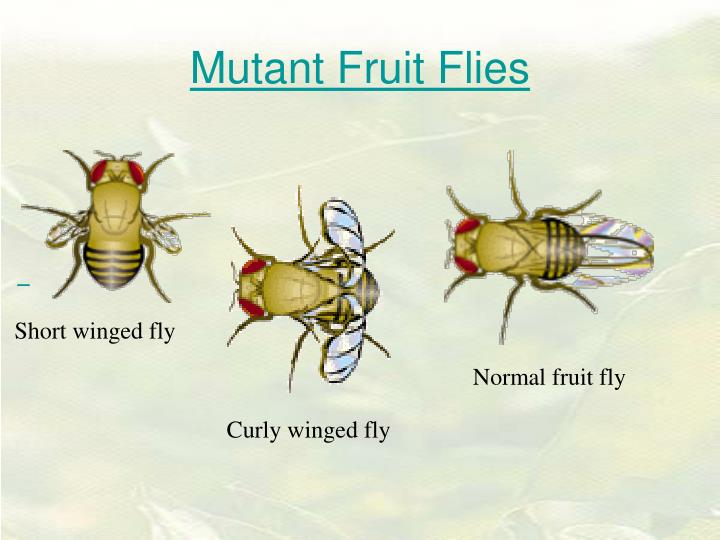 PPT - Multiple Alleles PowerPoint Presentation - ID:5418978